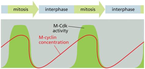 Lecture 13 Cell Cycle And Microtubules Flashcards Quizlet