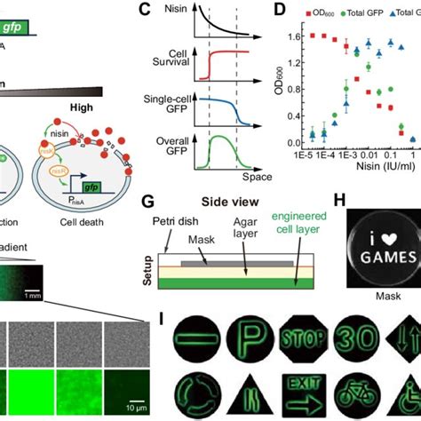 a simple gene circuit that produces robust spatial band pass patterns