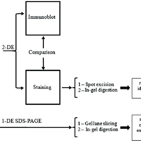 Schematic Illustration Of The Different Analytical Steps Performed On