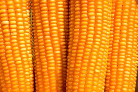 Maíz Propiedades Y Beneficios Cultivo Y Variedades