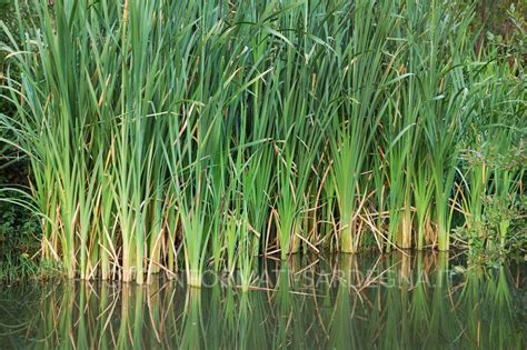 Ponte Di Papaloppe Lantico Ponte Sul Cedrino Nel Territorio Di Oliena