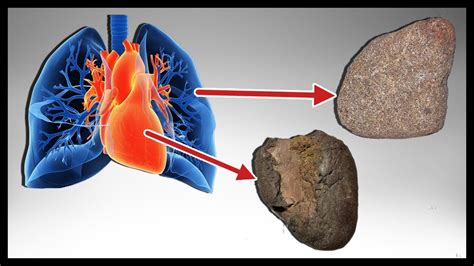 Mudfossil Hunting Youtube