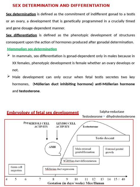 Sex Determination And Differentiation Pdf Gene Expression Biology