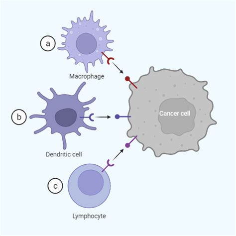 Comparing Multi Cell Interactions Biorender Science Templates