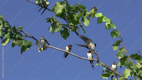 The Swiftlet Tries To Sit On A Tree Branch Where The Place Is Occupied By Other Swifts Stock