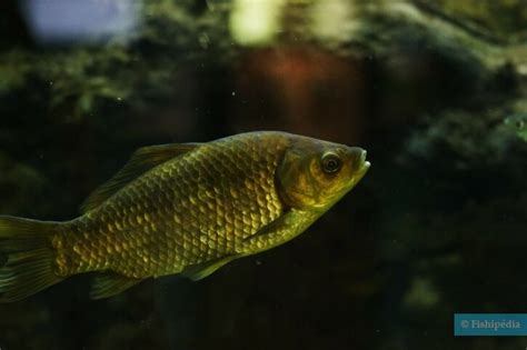 Crucian Carp • Carassius Carassius • Fish Sheet