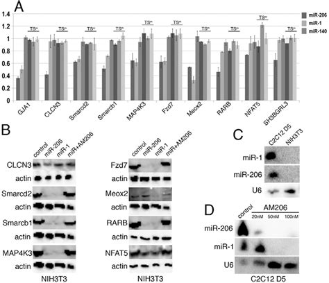 Mir 206 And Mir 1 Repress Candidate Target Genes Through Elements In