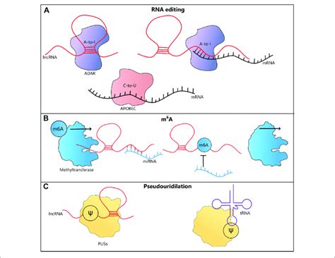 Lncrna Mediated Epitranscriptomic Modifications A A To I Rna