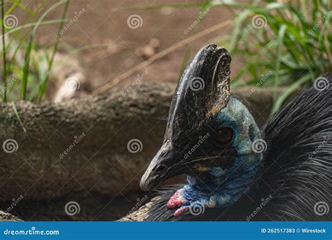 Dwarf Cassowary Casuarius Bennetti Also Known As Bennett`s Cassowary