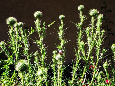 Removing Weeds The Complete Guide To Organic Weed Removal