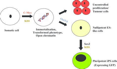Model For The Generation Of Ips Cells By The Retroviral Transduction Of