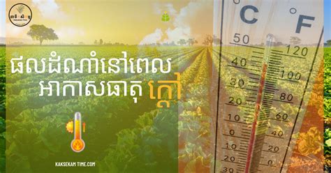 ព័ត៌មានកសិកម្ម នាទីកសិកម្ម Kaksekam Time