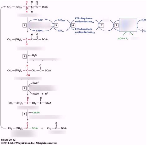 B Oxidation Of Saturated Fatty Acids Diagram Quizlet