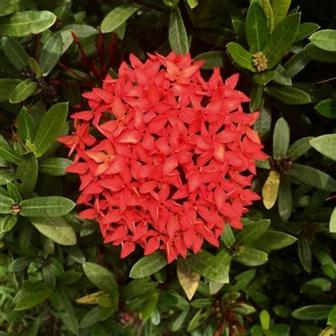 How To Grow Ixora Coccinea Earthone