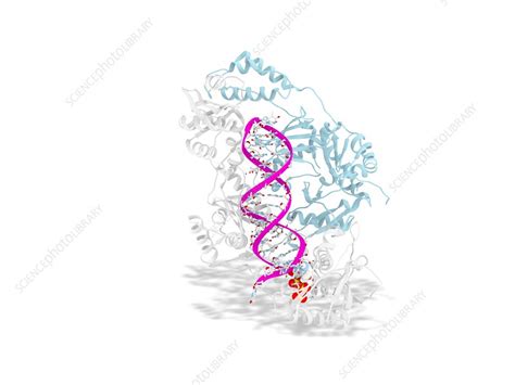 Hiv 1 Reverse Transcriptase And Drug Delivery Illustration Stock Image C045 9927 Science