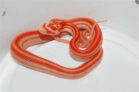 Amel Motley Corn Snake With Unique Genetics
