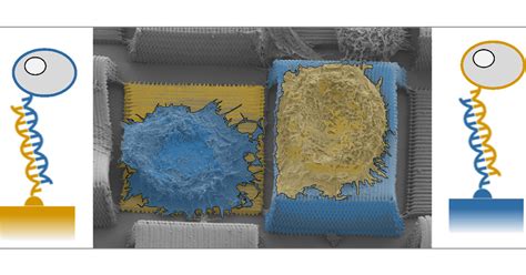 Selective Positioning Of Different Cell Types On 3d Scaffolds Via Dna Hybridization Acs