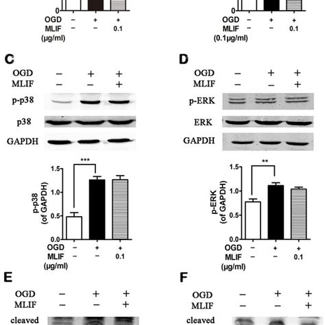 Eef1a2 Was Identified As The Binding Protein Of Mlif In Sh Sy5y