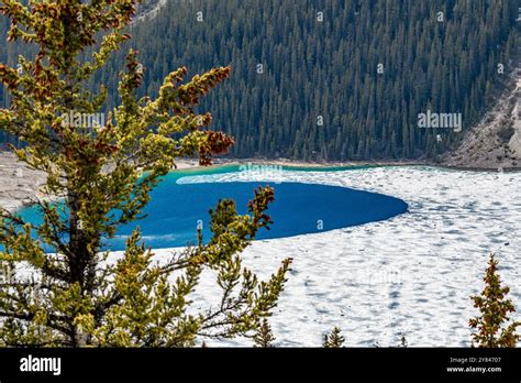 Incredible Spring Time Scenes At Peyto Lake In The Canadian Rockies