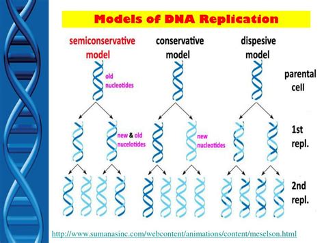 Ppt Chapter 2 And 3 Dna Structure And Replication Powerpoint Presentation Id 4509919