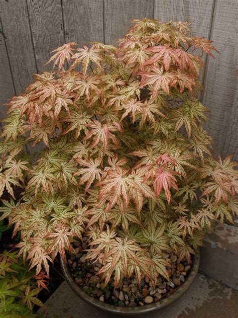 Acer Palmatum Peaches And Cream The Site Gardener