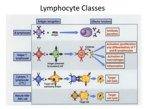 Ppt Cells Of Immune System Powerpoint Presentation Free Download