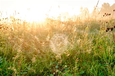 새벽에이 슬 방울과 거미의 웹 근접 촬영 태양이 상승 하기 전에 젖은 잔디 물 방울과 거미 웹 자연 배경입니다 0명에 대한 스톡 사진 및 기타 이미지 Istock