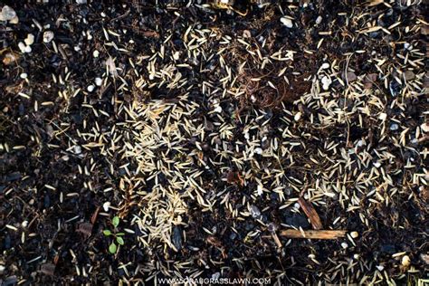 Where To Buy St Augustine Grass Seed 2024 Crabgrasslawn