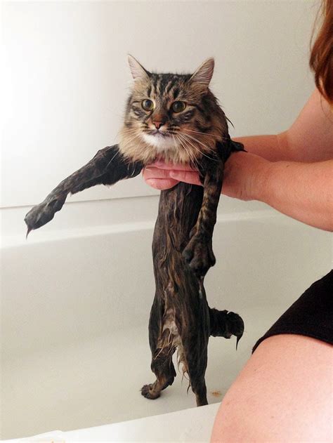 Wet Cat ~ Cat Birth All The Necessary Information On Cat Birth