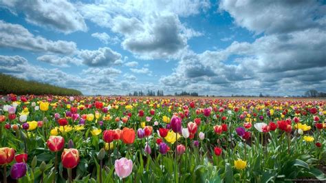 Tulip Fields Wallpapers Top Free Tulip Fields Backgrounds