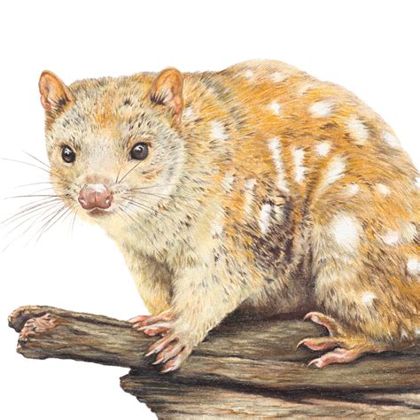 Spotted Tailed Quoll Fine Art Print Hayley Wilson