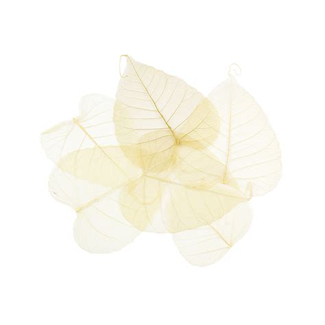 Peepal Leaves Nature Squared