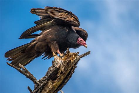28 Freakish Vulture Facts