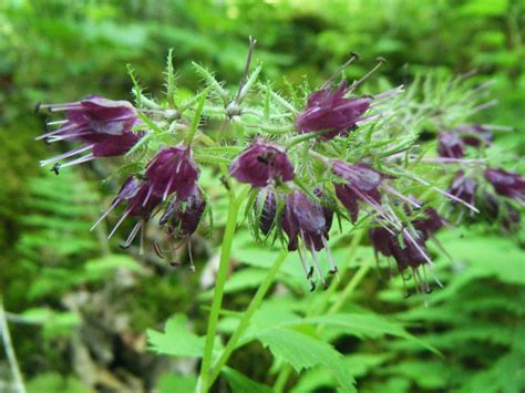 The Botanical Hiker Waterleaf Hydrophyllum Spp Yum Yum