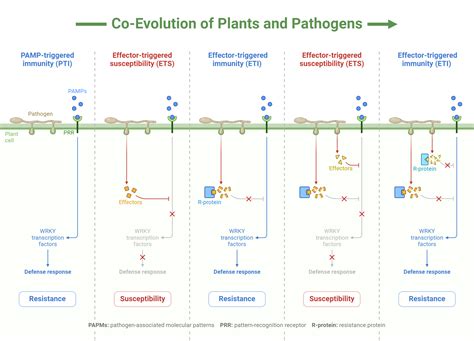Co Evolution Of Plants And Pathogens Biorender Science Templates