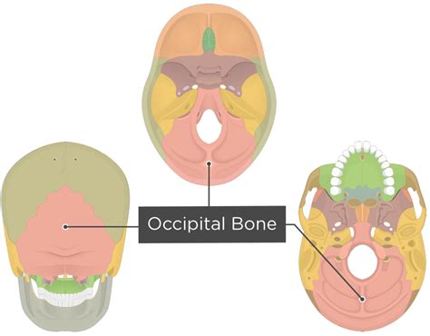 Occipital Bone Landmarks