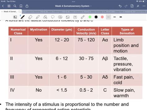 Classification Of Somatosensory Receptors Flashcards Quizlet