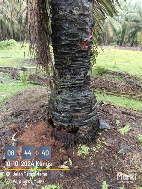 Oil Palm Ganoderma Detection Object Detection Model By Binus