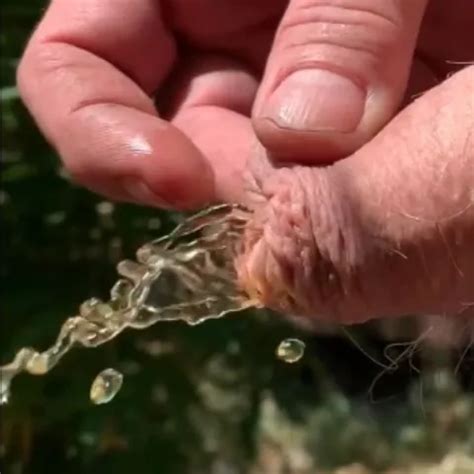 Uncut Cock Pissing Through Wet Foreskin In The Garden Xhamster