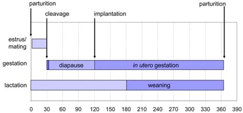 The Annual Reproductive Cycle Begins With A Day Estrus Following Download Scientific Diagram