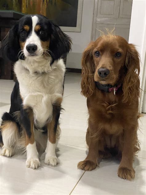 Mezcla De Cocker Spaniel Y Border Collie