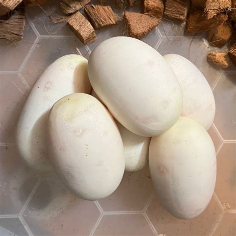 Tornado X Spotnose Clown Eggs Ball Pythons Morphmarket Reptile Community