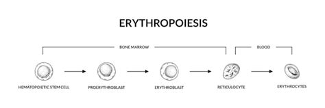 Desarrollo De Glóbulos Rojos Eritropoyesis Vector Premium