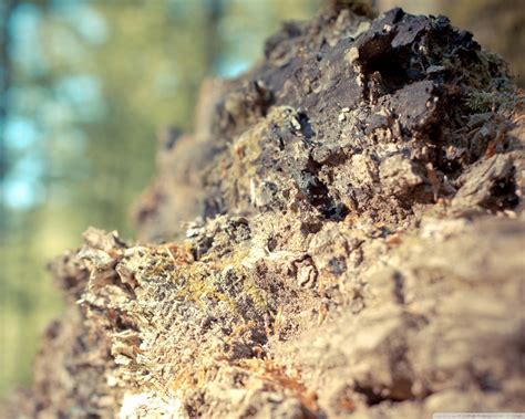 Fossilized Wood Ultra HD Desktop Background Wallpaper For 4K UHD TV