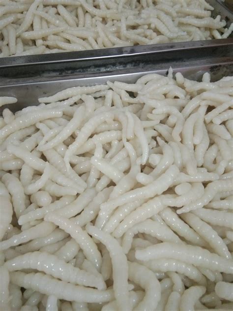 海粉虫简介 海芽菜 第2页 大山谷图库