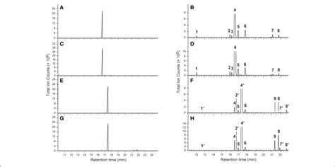 typical gc ms chromatograms of the cis and trans alkaloid fractions
