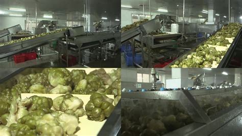 榨菜生产1视频素材下载