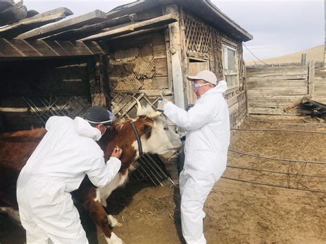 “Мал эмнэлгийн үйлчилгээний зардлын норматив батлах тухай” Дархан Уул аймгийн Иргэдийн