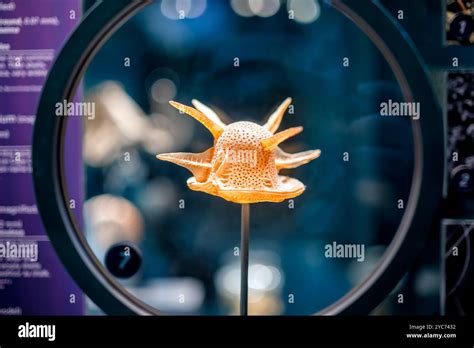 Washington Dc — The Sant Ocean Hall Features Dramatically Enlarged