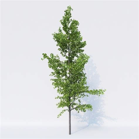 Generic Architectural Tree 3d Cgtrader